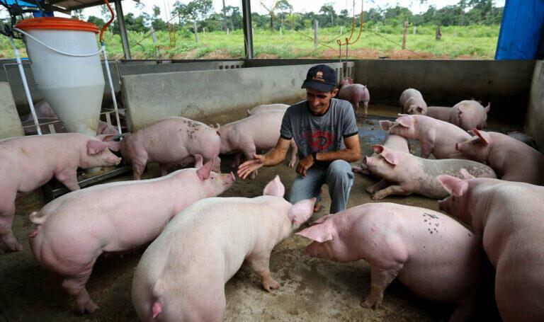 Pork Industry Severely Impacted in Brazil Following Floods that Killed ...